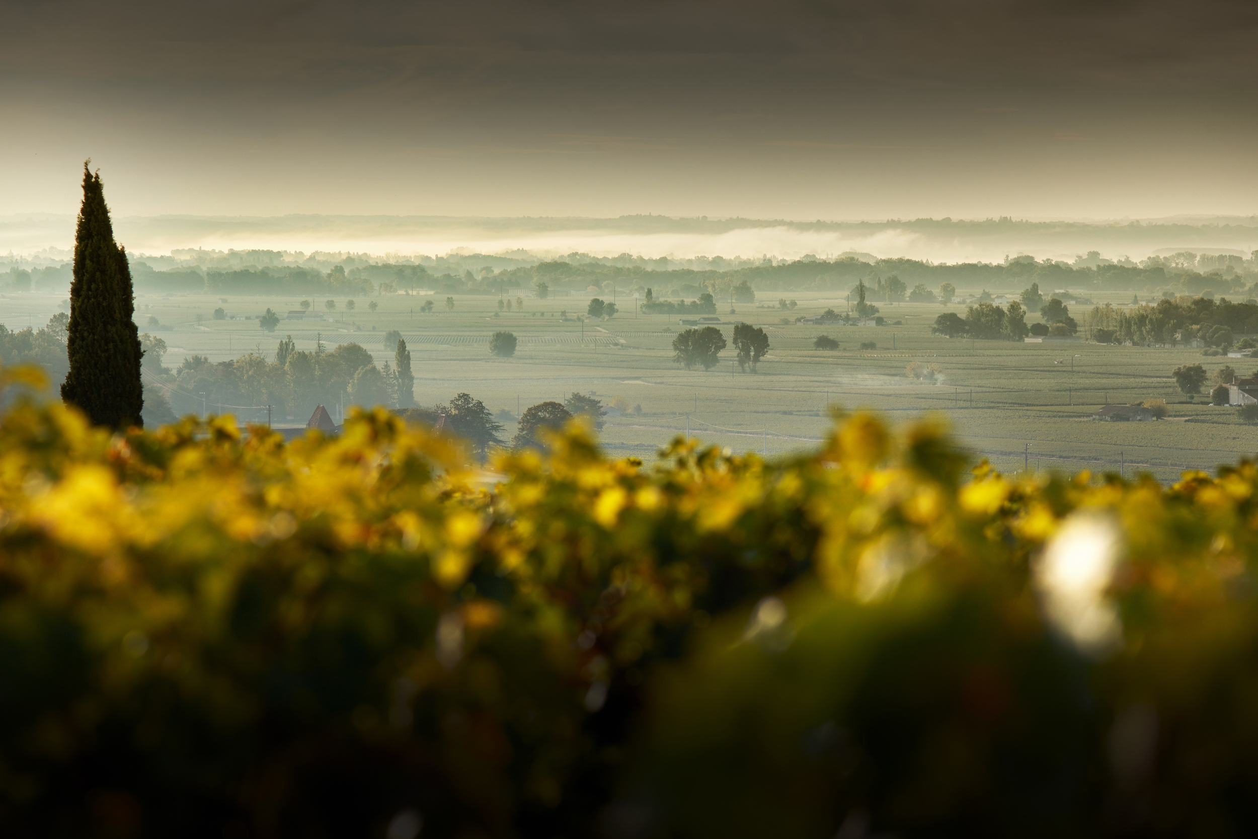 Château Rochebelle Grand Cru Classé